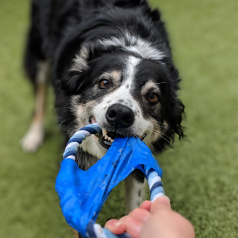 Fusion Pet Retreat - Dog, Cat, or Critter Boarding, Daycare, and Training