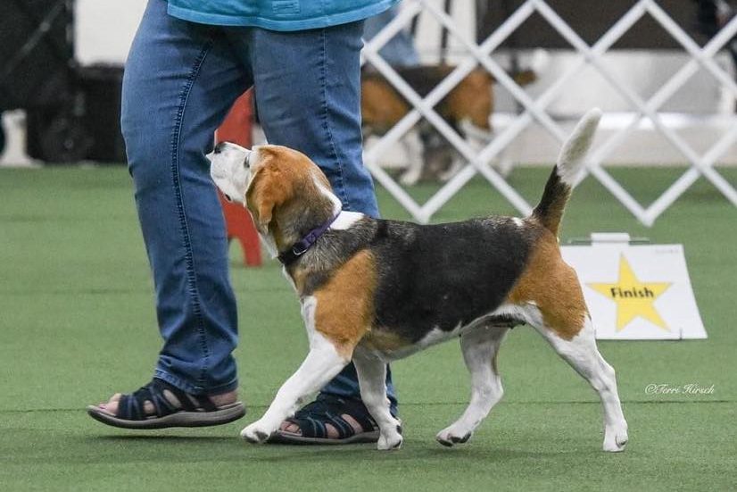 Competitive Sport Classes - FUSION PET RETREAT